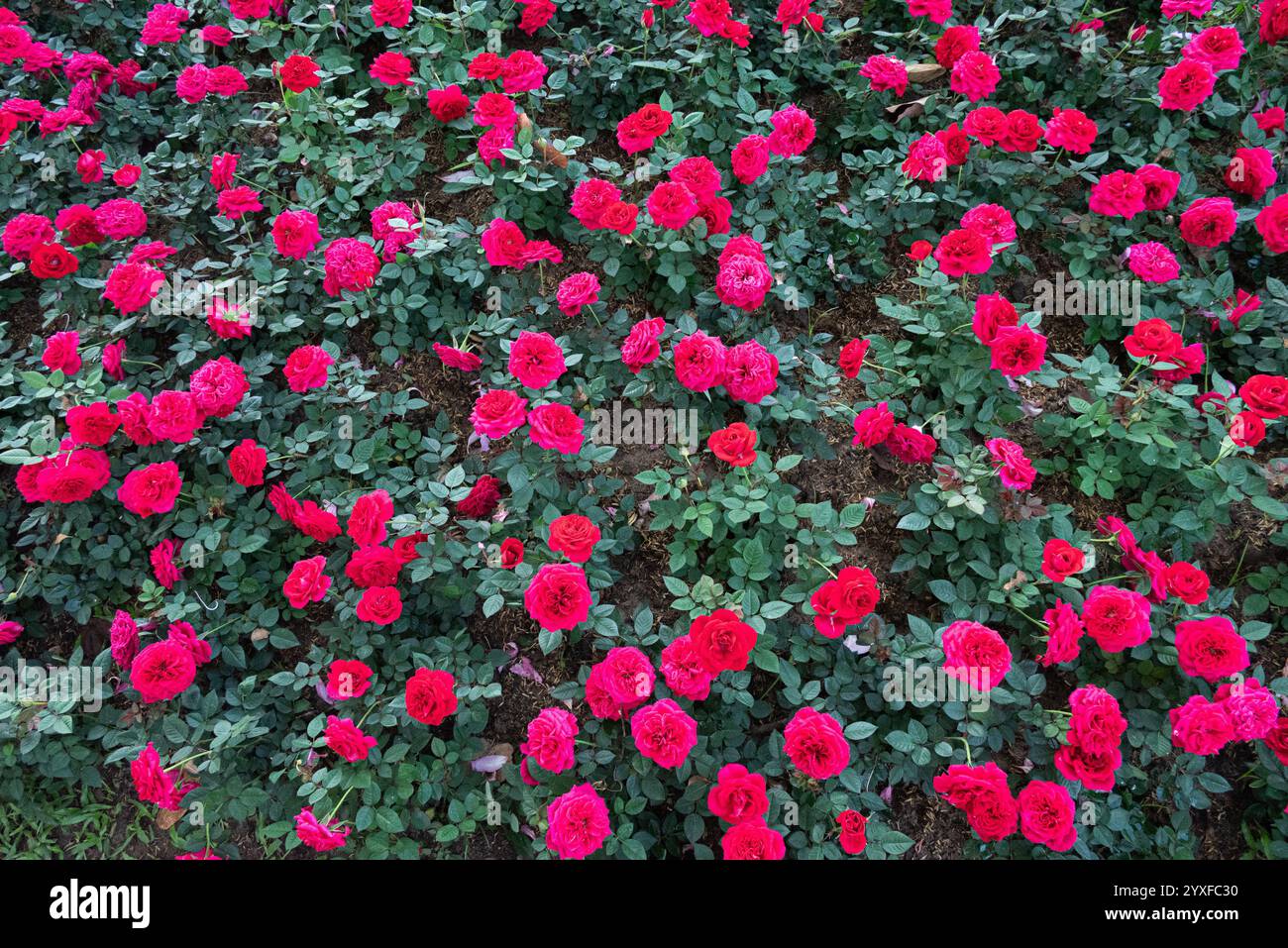 Field grown garden rose hi-res stock photography and images - Alamy