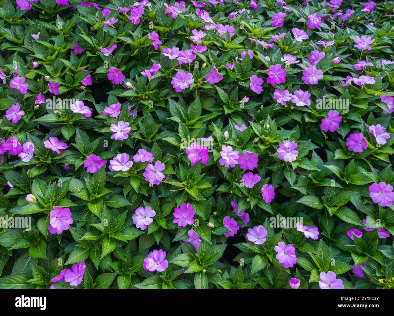 New guinea impatiens 'Super Sonic Lavender' blooming in cluster in ...