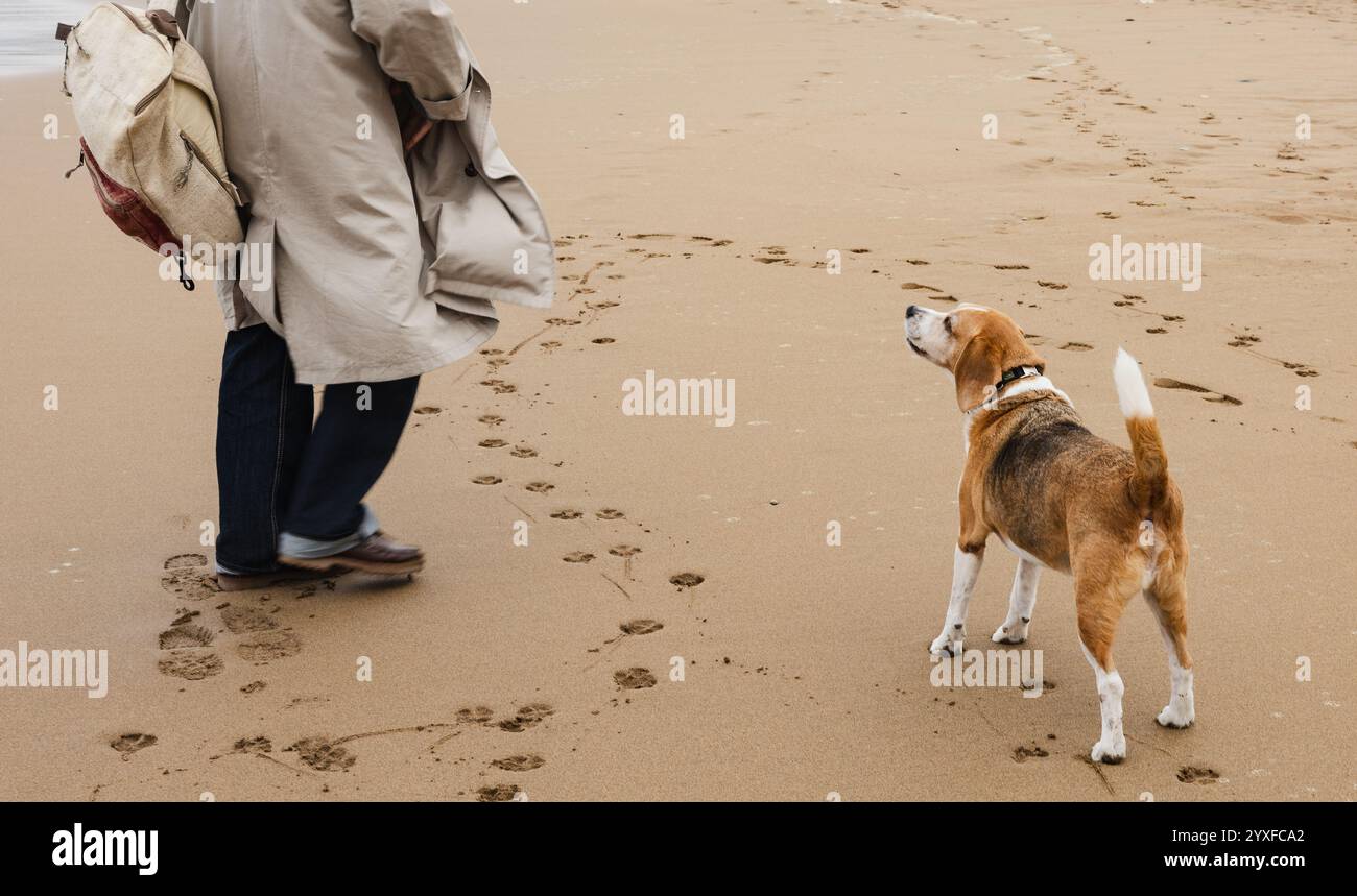 Back view of a woman and her dog strolling along the shoreline Stock ...