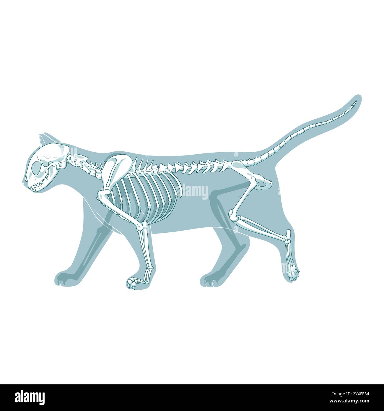 Cat skeleton anatomy hi-res stock photography and images - Alamy
