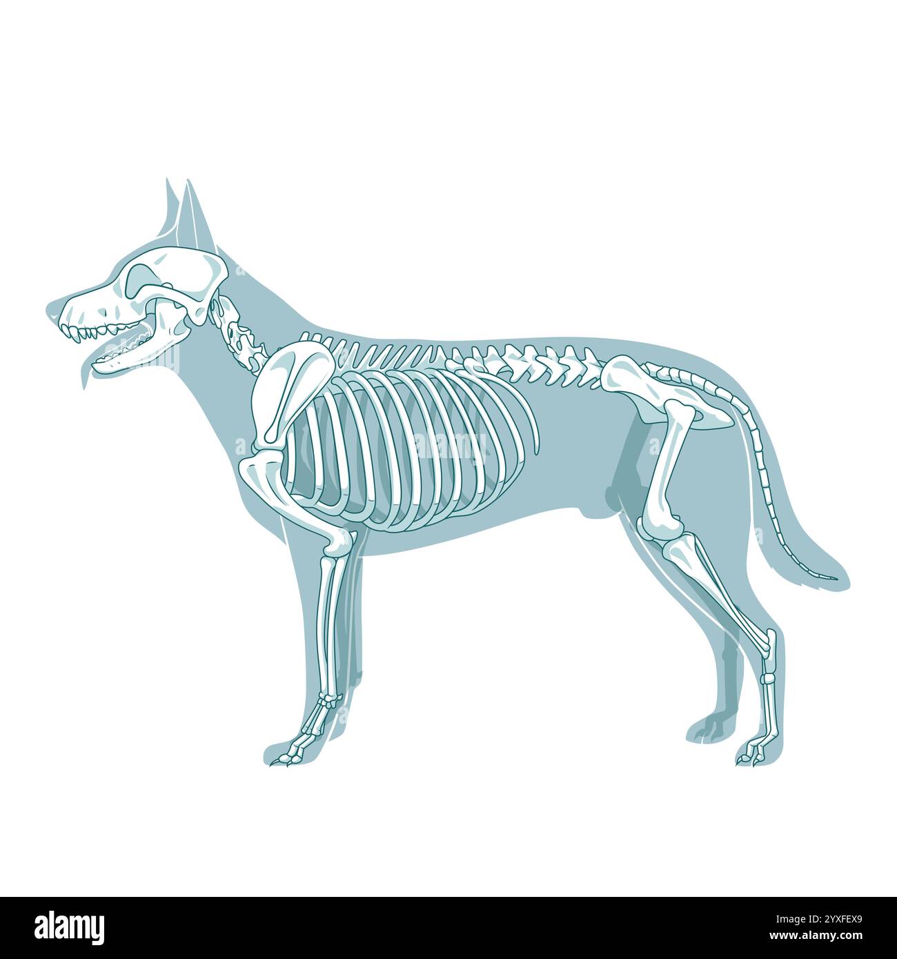 Dog skeleton drawing hi-res stock photography and images - Alamy