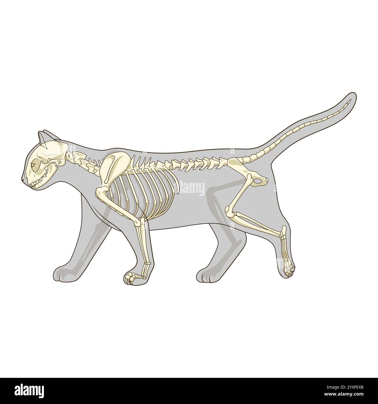 Cat skeleton veterinary vector illustration Stock Vector Image & Art ...