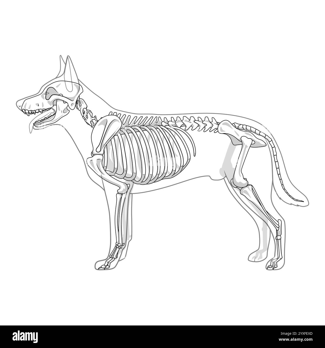 Dog skeleton veterinary vector illustration Stock Vector Image & Art ...