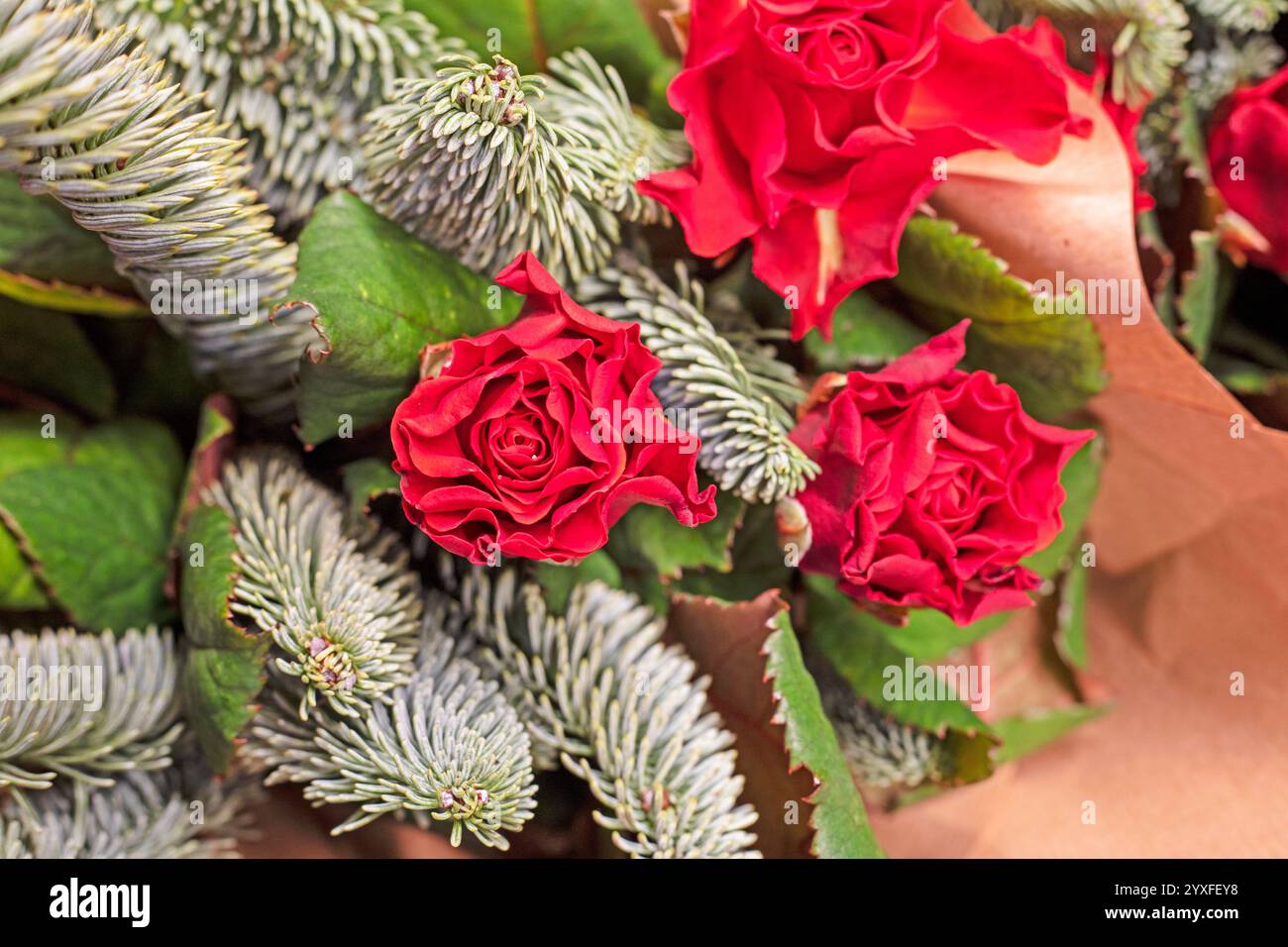 bouquet of red roses with branches of Christmas tree Stock Photo - Alamy