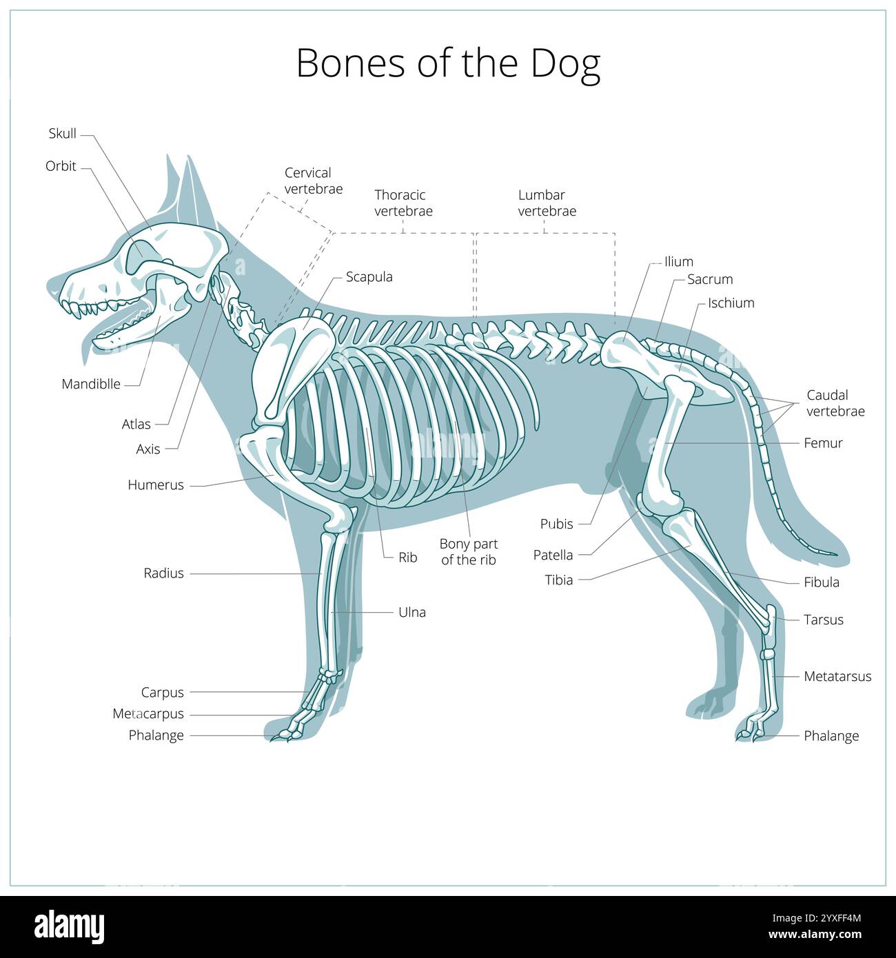 Dog skeleton veterinary vector illustration Stock Vector Image & Art ...