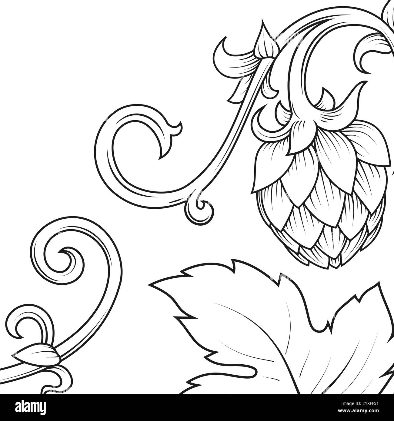 Fresh hops Black and White Stock Photos & Images - Alamy