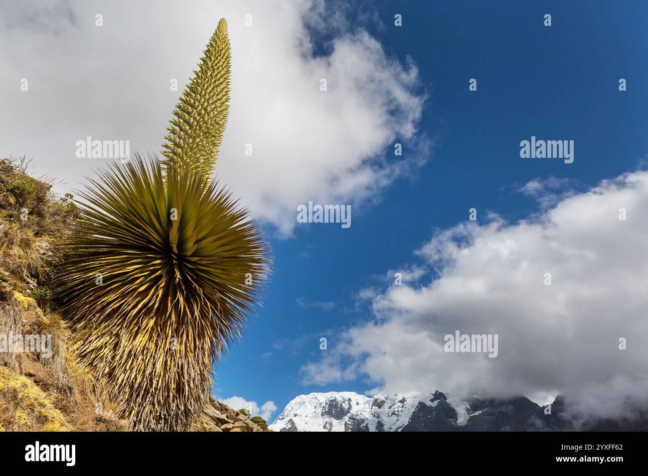 Puya Raimondii Plants high up in the Peruvian Andes, South America ...
