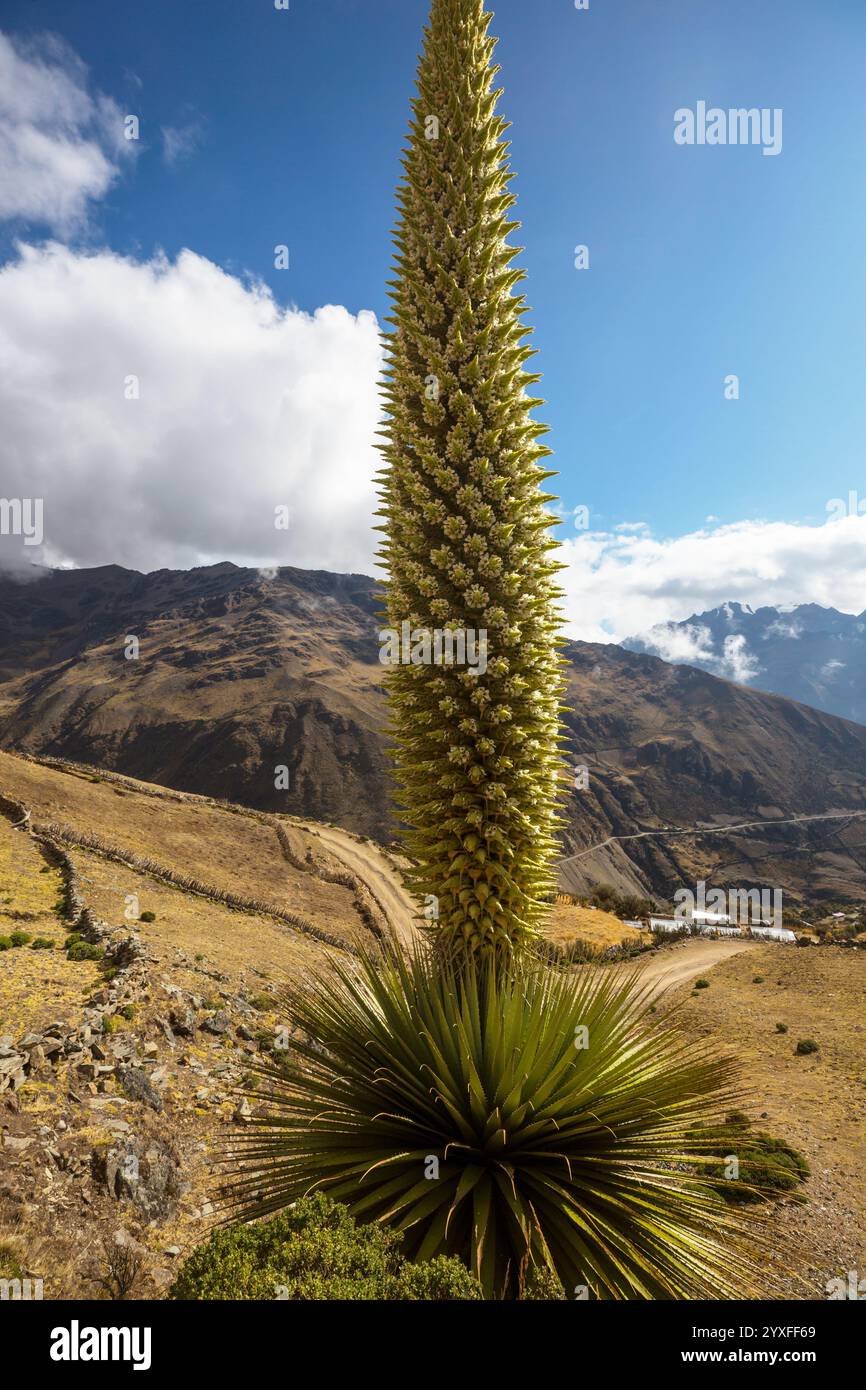Puya Raimondii Plants high up in the Peruvian Andes, South America ...