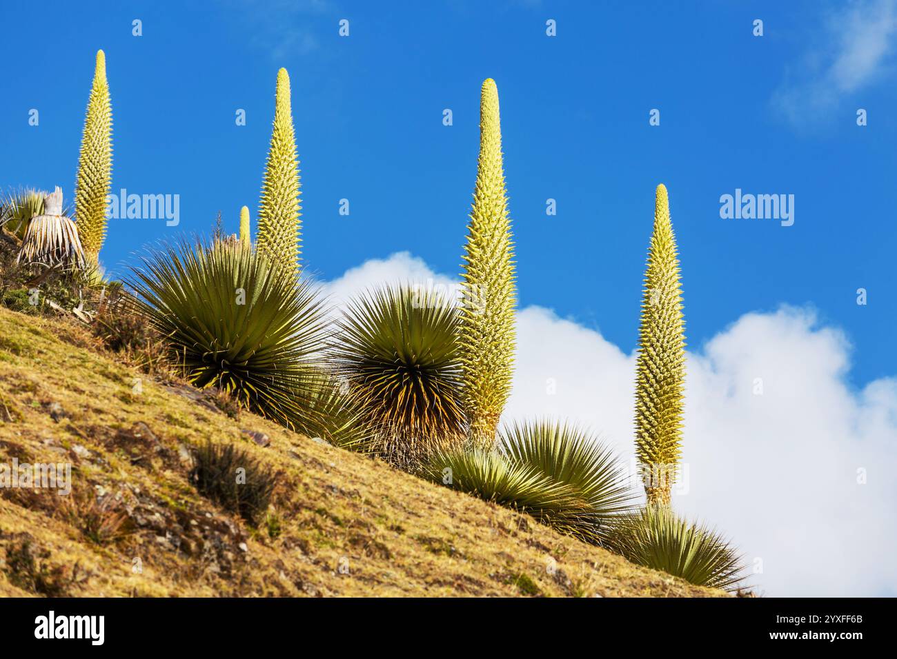 Puya Raimondii Plants high up in the Peruvian Andes, South America ...