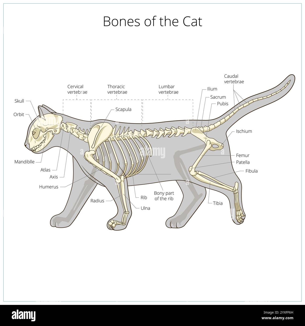 Cat skeleton veterinary vector illustration Stock Vector Image & Art ...