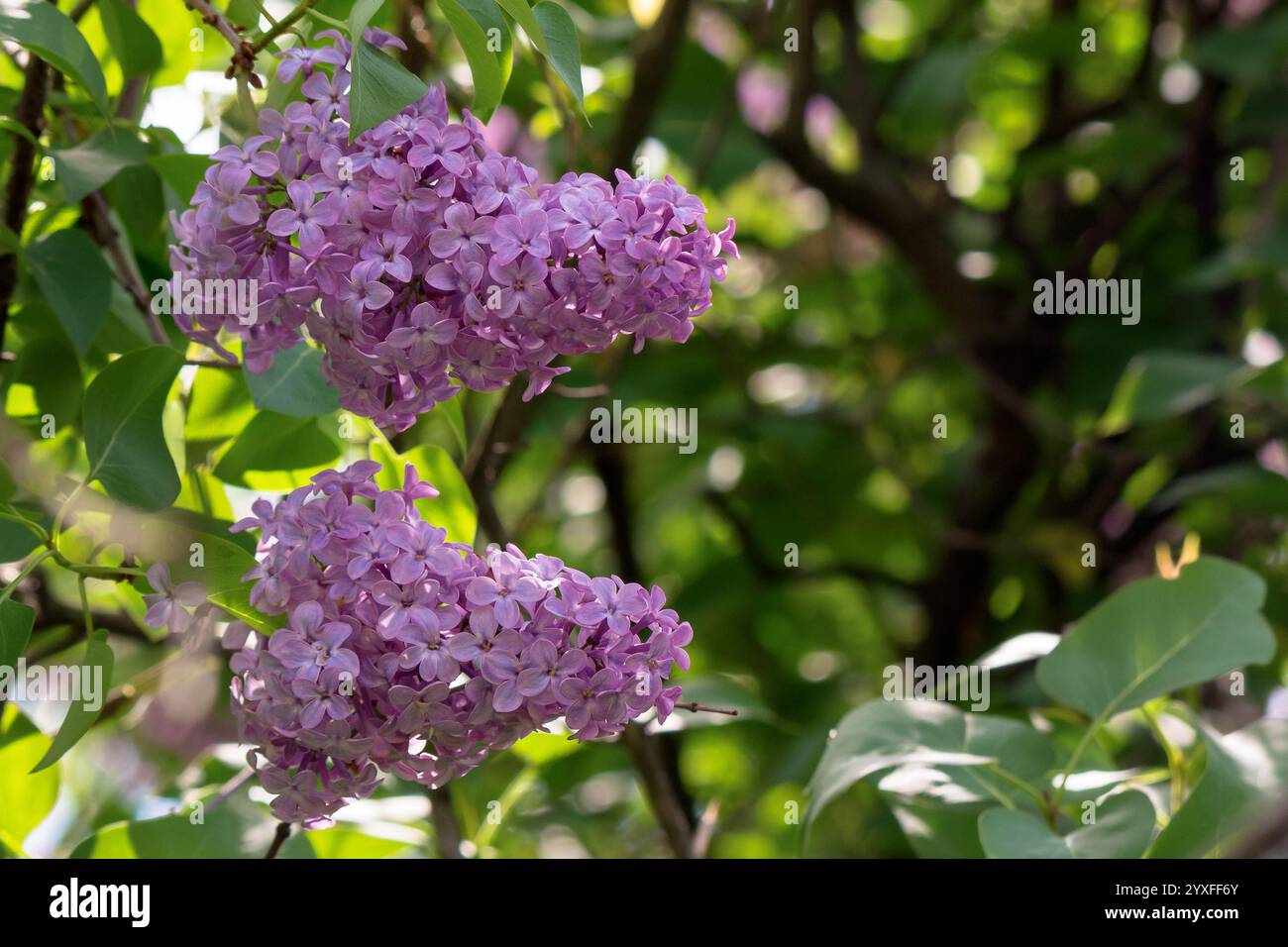blossom of purple lilac in spring. syringa plant plant closeup nature ...