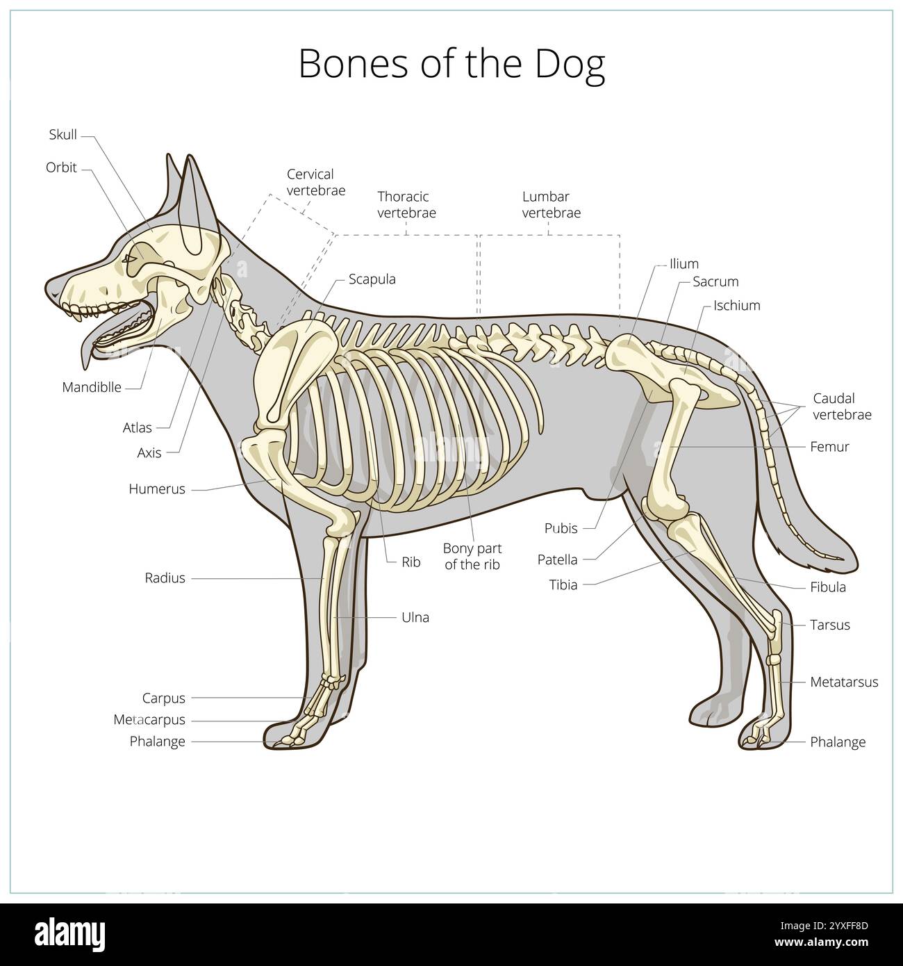 Dog skeleton drawing hi-res stock photography and images - Alamy