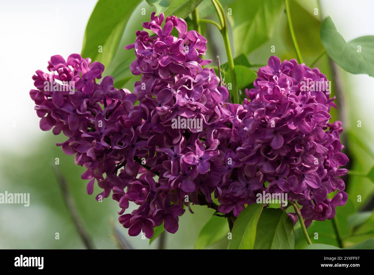 blossom of purple lilac in spring. romance season. syringa plant plant ...