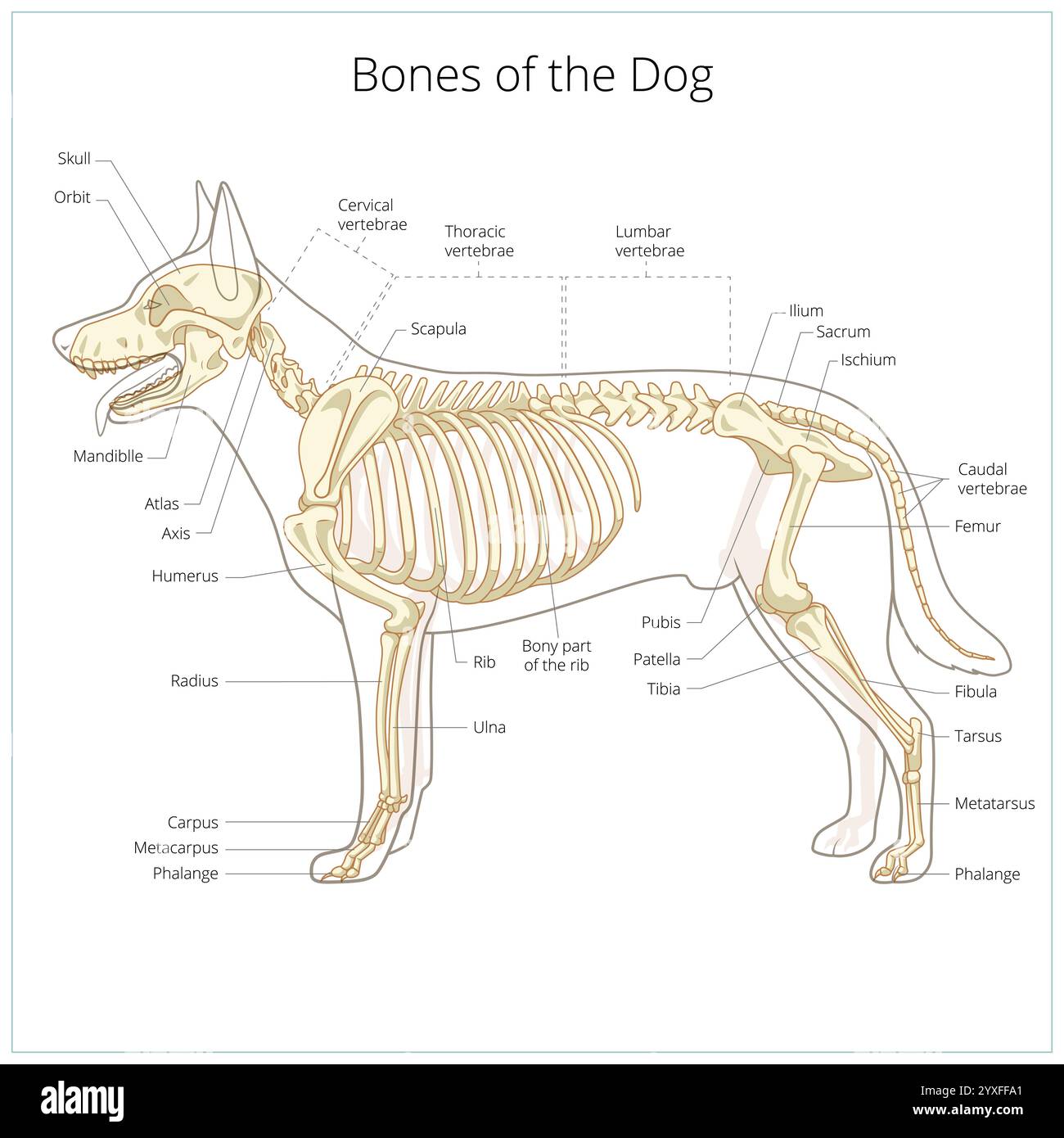 Dog skeleton poster hi-res stock photography and images - Alamy