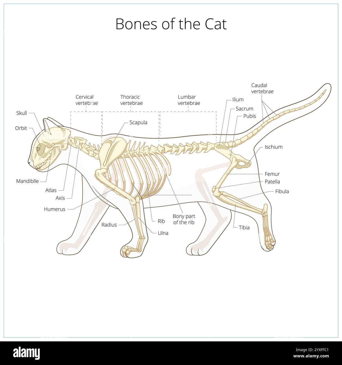 Cat skeleton veterinary vector illustration Stock Vector Image & Art ...