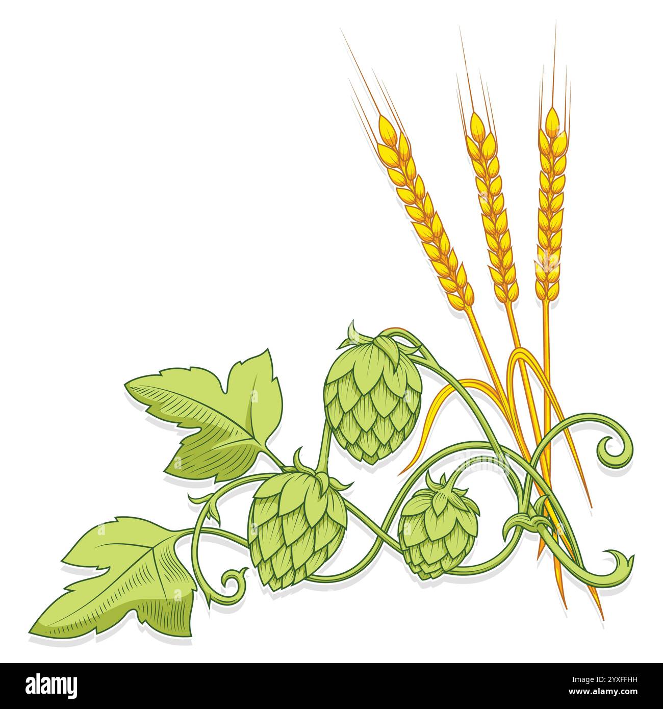 Hops hand drawn hi-res stock photography and images - Alamy