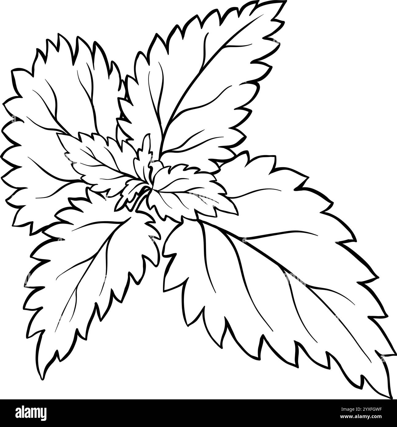 Nettle Branch with Leaves Outline Illustration Stock Vector Image & Art ...