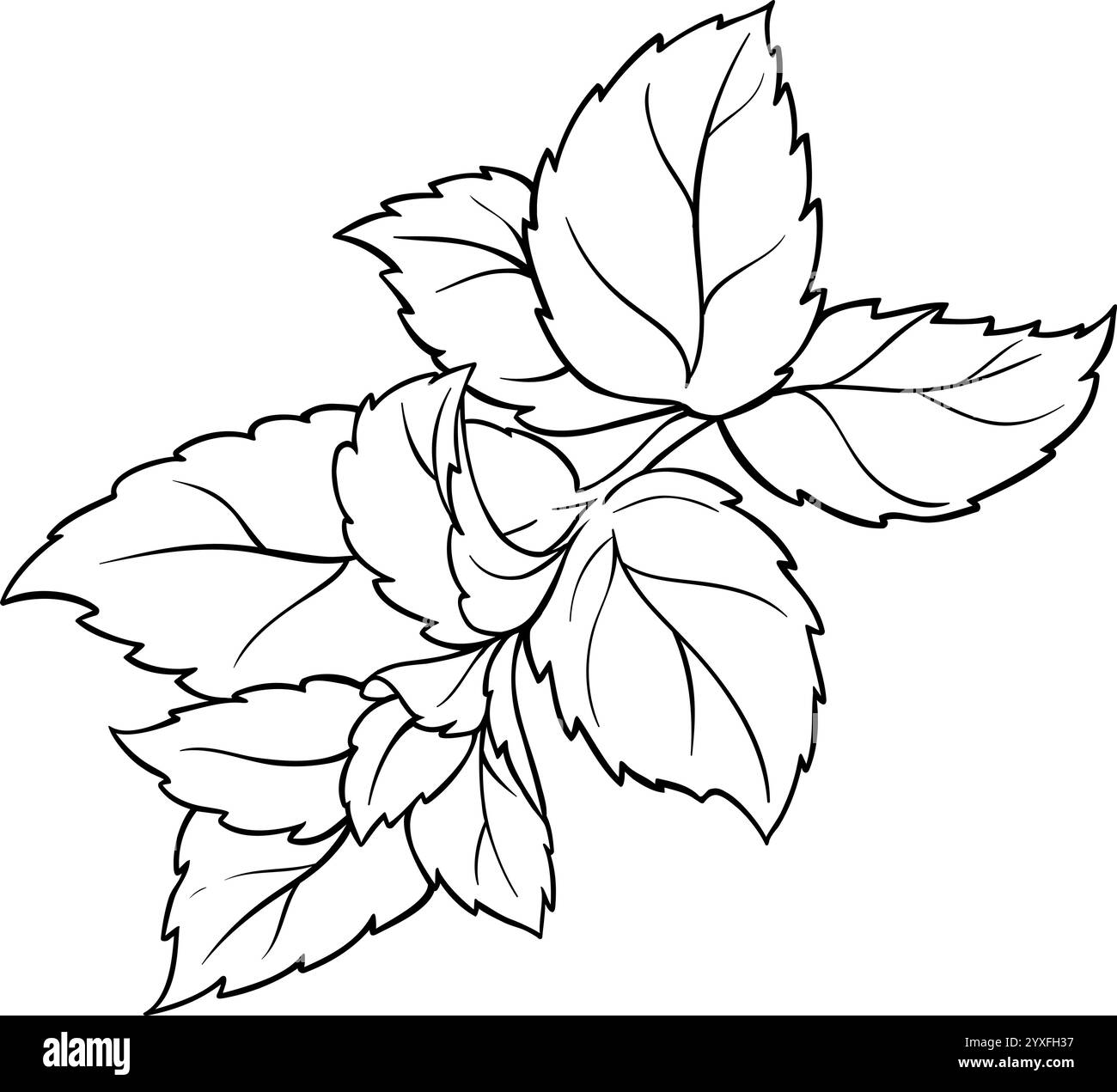 Peppermint Branch Leaves Outline Illustration Stock Vector Image & Art ...