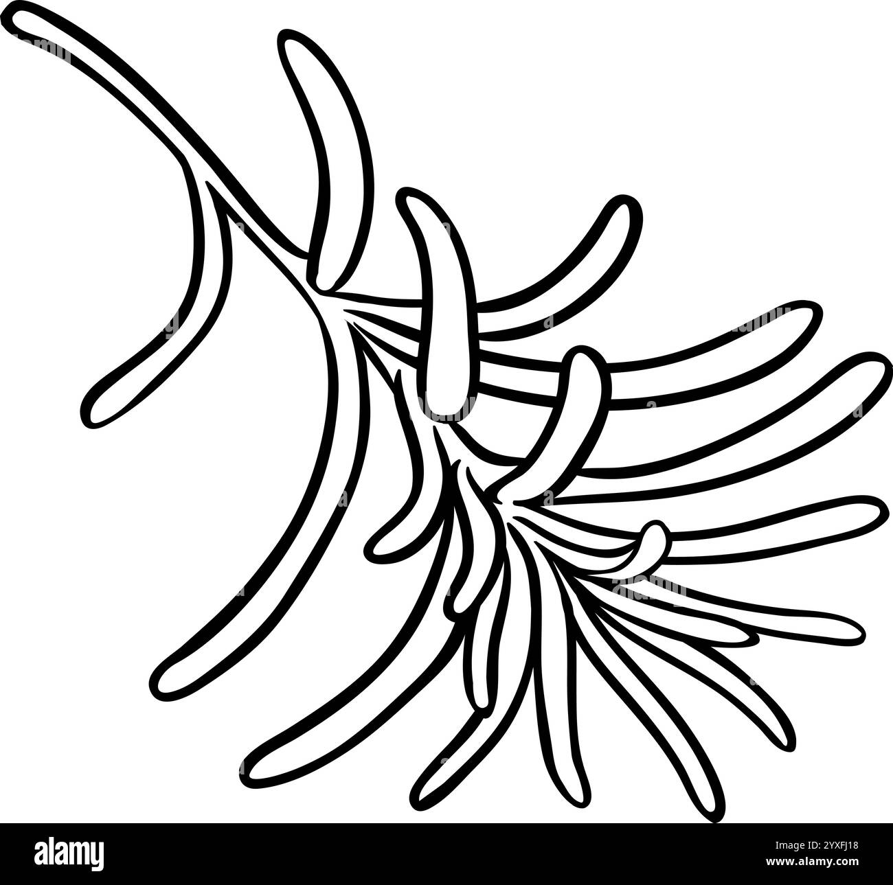 Rosemary Branch with Leaves Outline Illustration Stock Vector Image ...