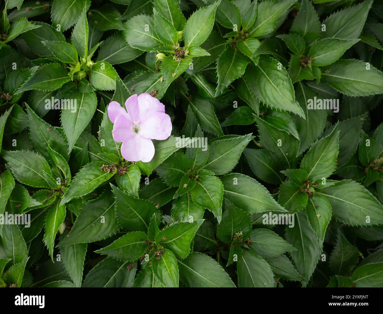 Colorful leaves and flowers for nature background Stock Photo - Alamy