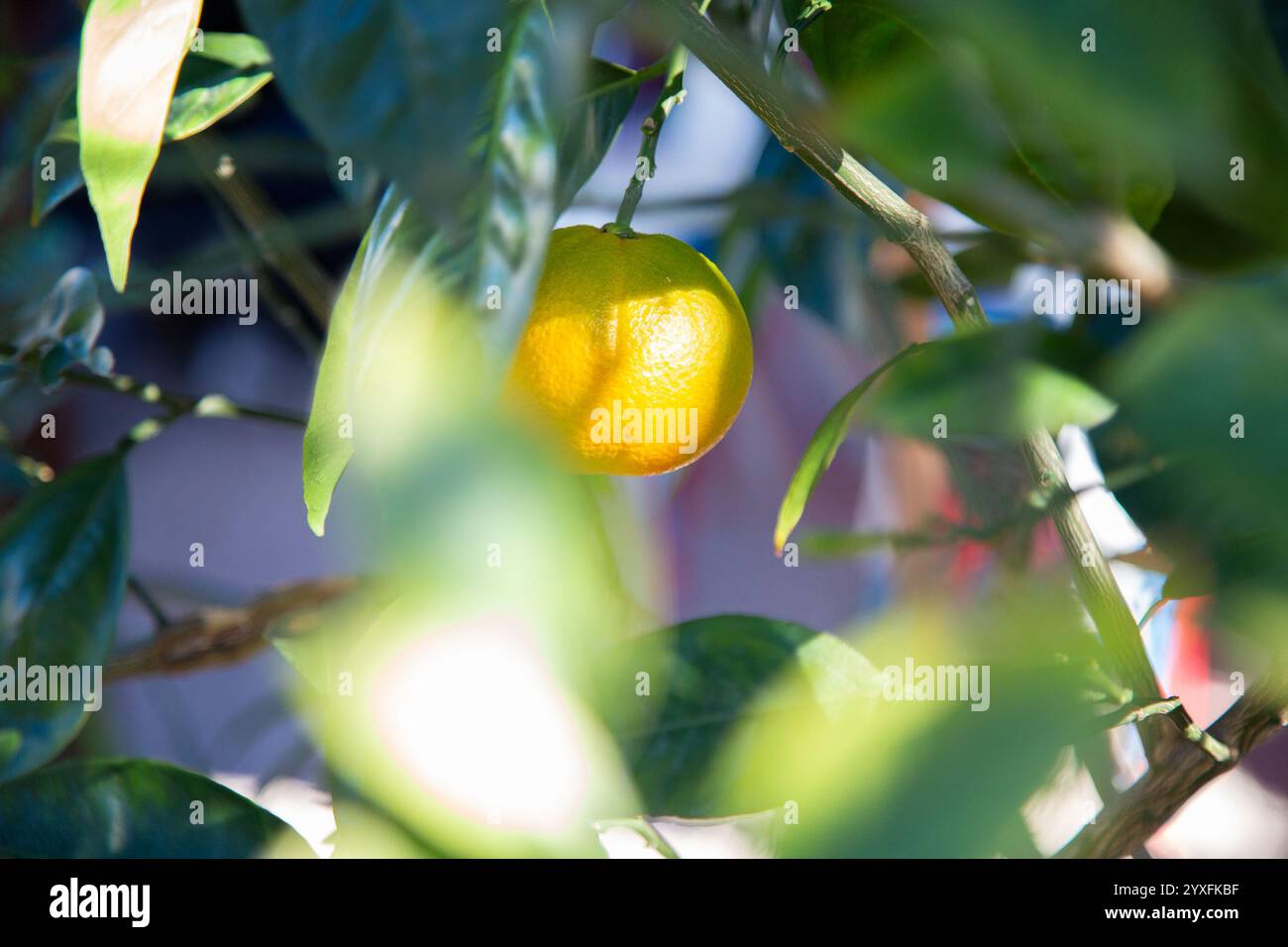 A bright yellow fruit is hanging from a slender tree branch Stock Photo ...