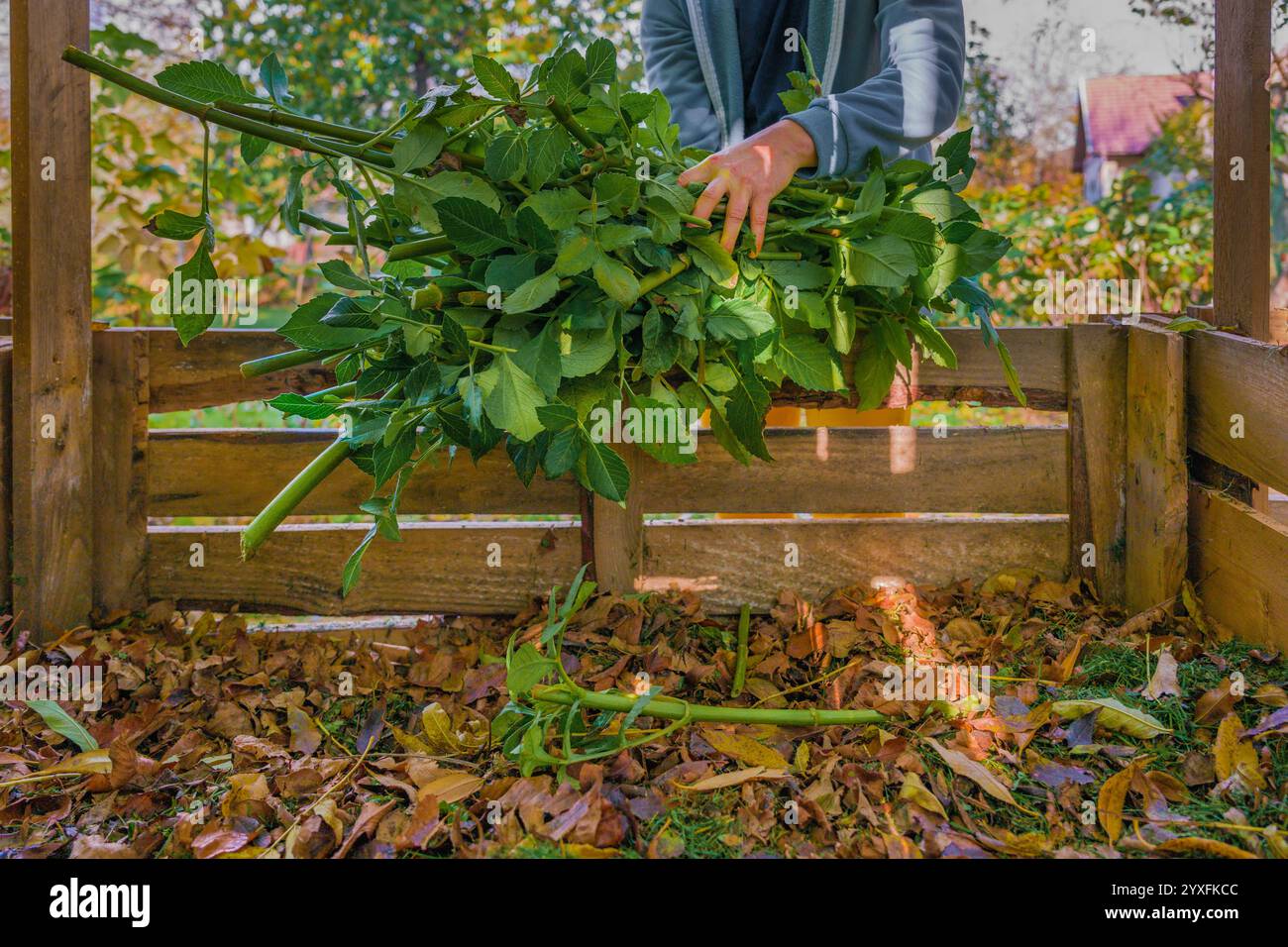 Composting and sustainable organic gardening. Female gardener putting ...