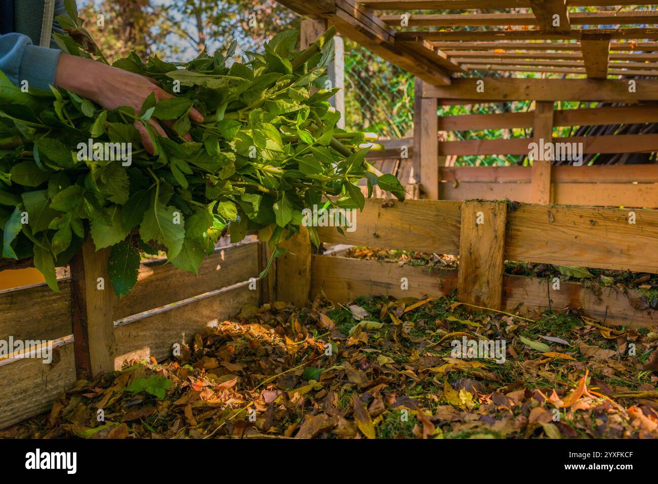 Composting and sustainable organic gardening. Female gardener putting ...