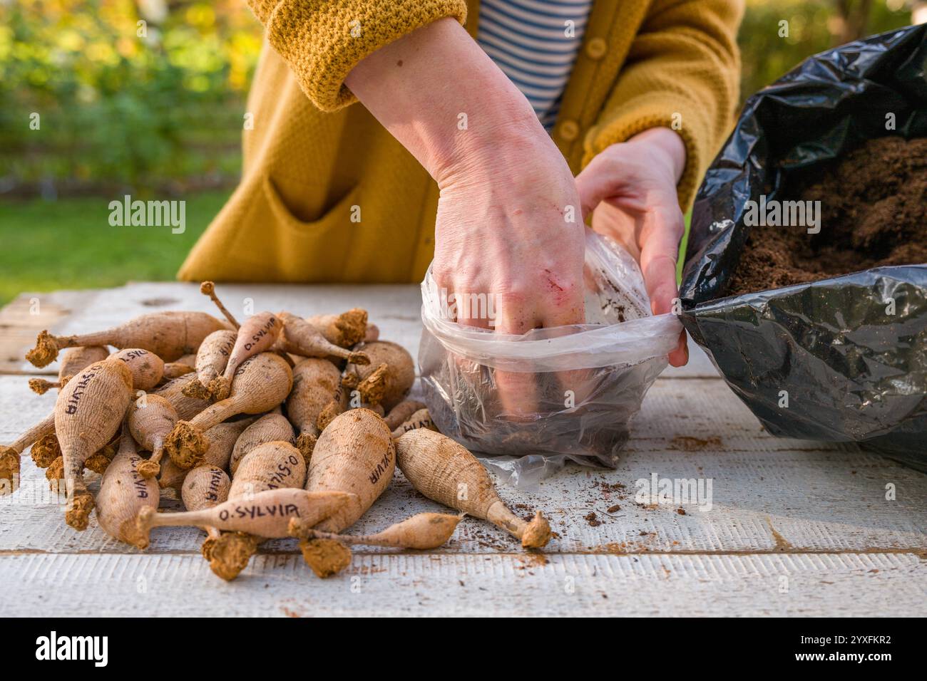 Gardener putting away freshly divided dahlia tubers dipped in cinnamon ...