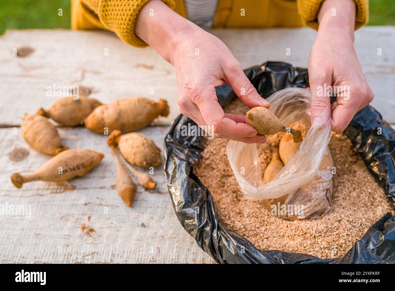 Gardener putting away freshly divided dahlia tubers dipped in cinnamon ...