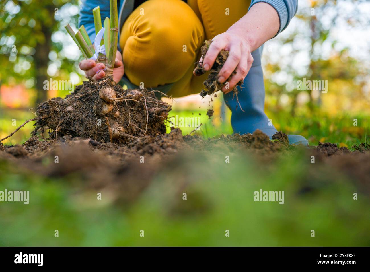 Woman digging up dahlia plant tubers, cleaning and preparing them for ...