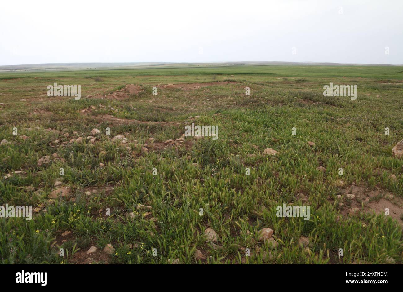 Unexcavated archaeological field near early Neolithic site of Kantara ...