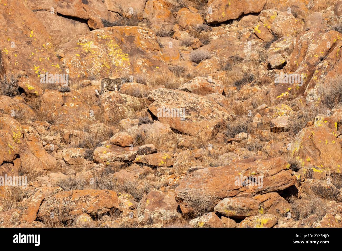 Snow leopard (Panthera uncia). Snow leopard (Panthera uncia). Panthera ...