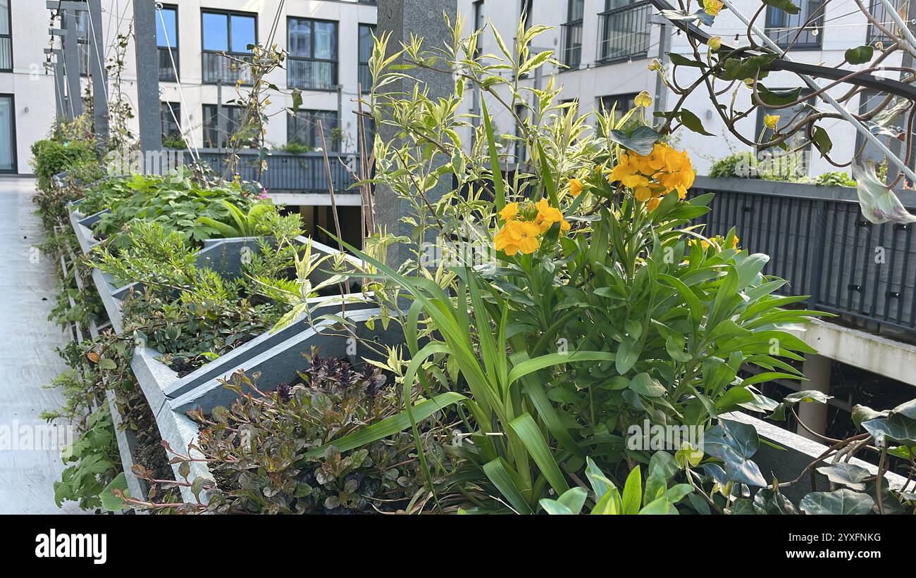 Vertical green facade garden. Living wall for urban greening ...