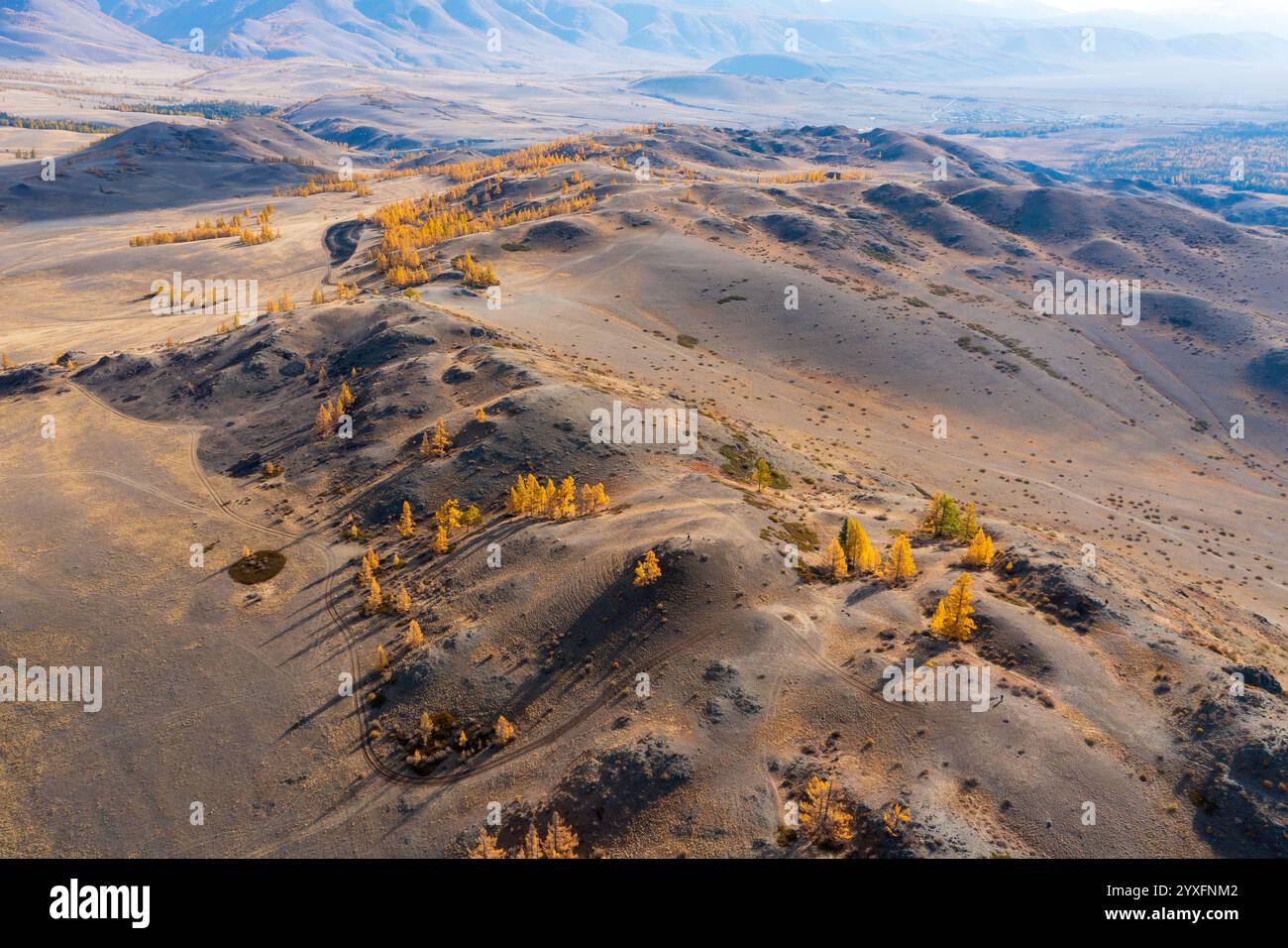Dry hills with scattered golden autumn trees under soft light ...