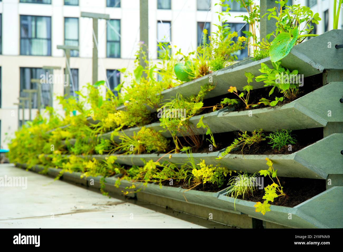 Vertical green facade garden. Living wall for urban greening ...