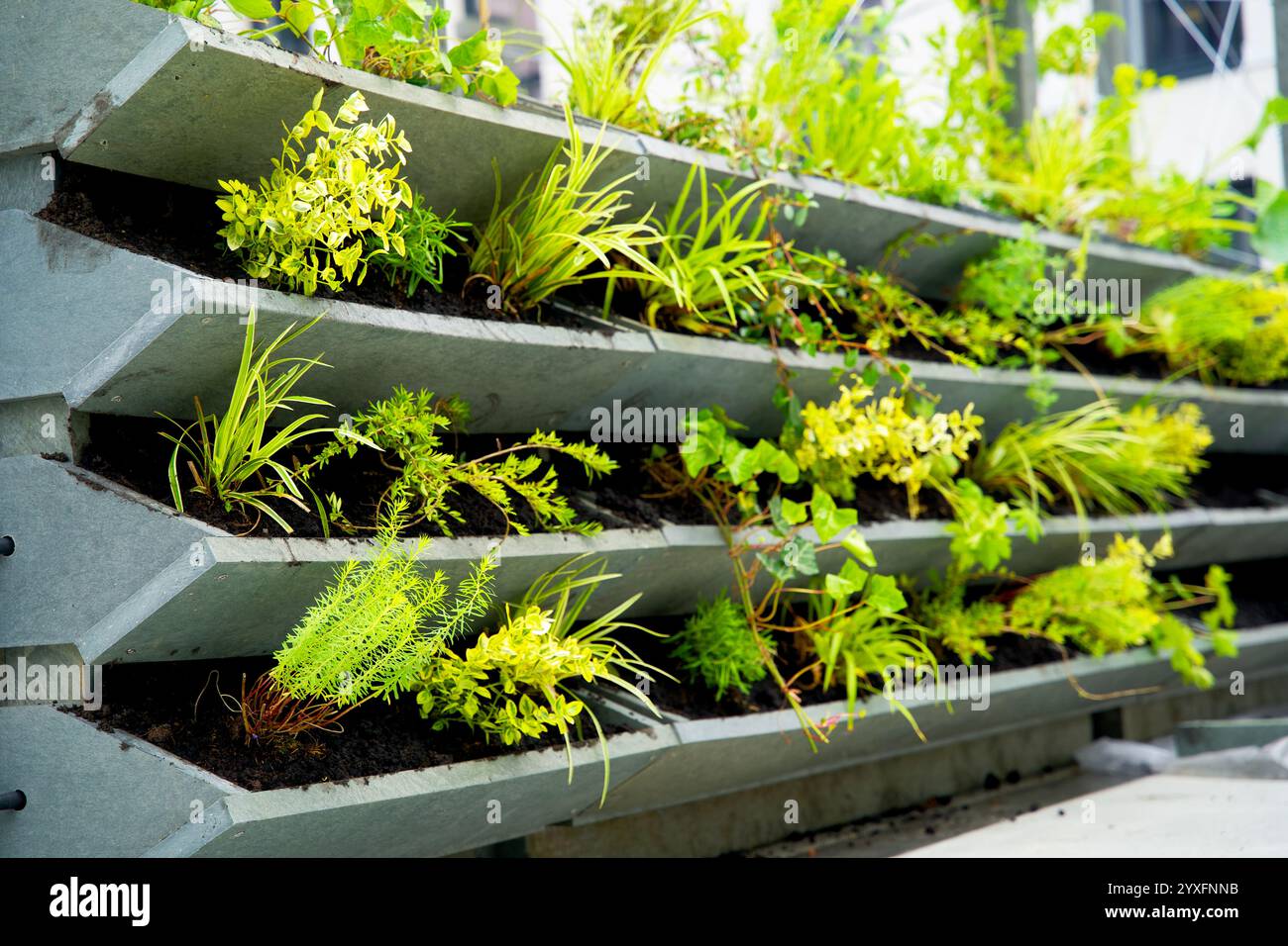 Vertical green facade garden. Living wall for urban greening ...