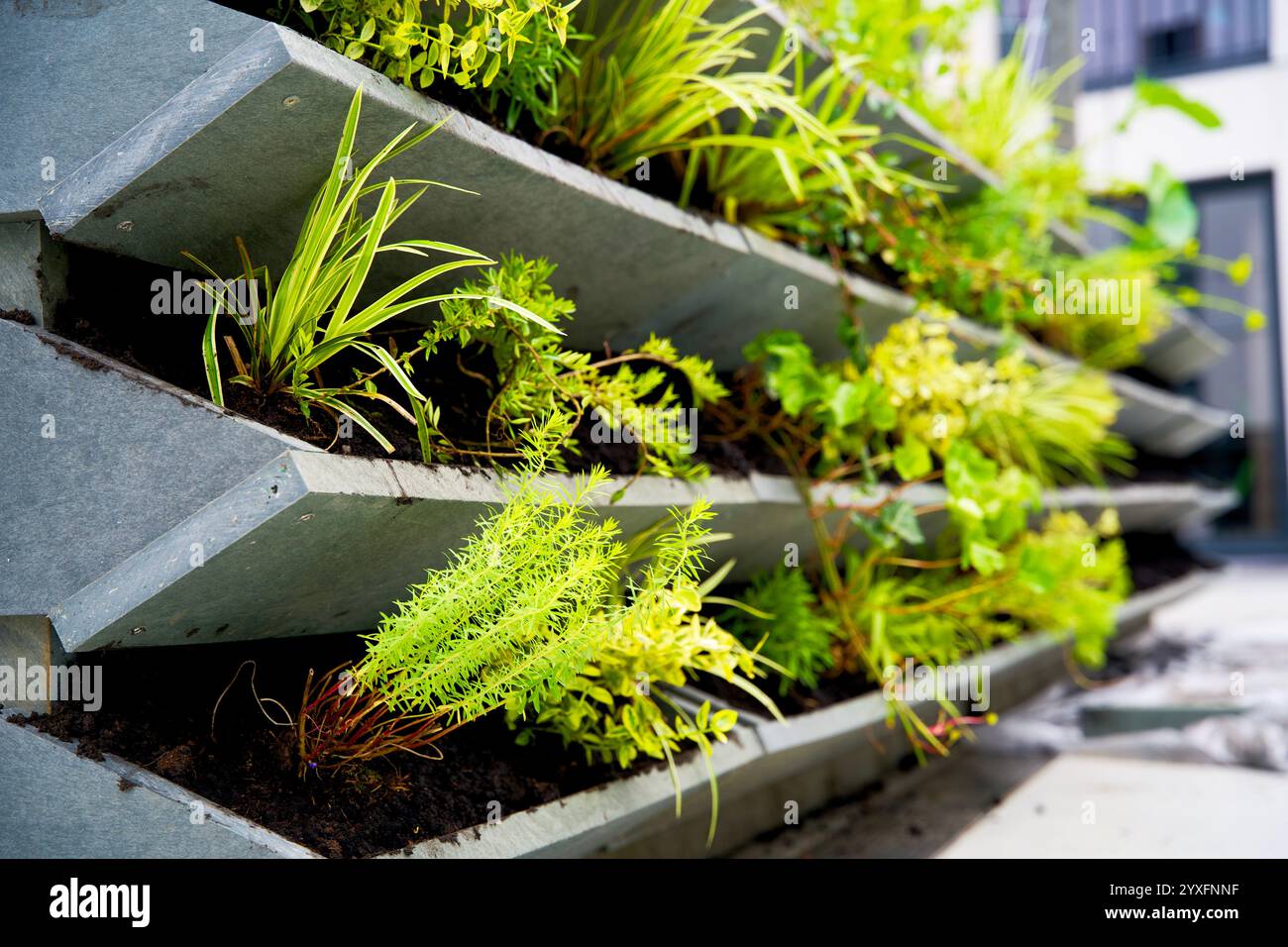 Vertical green facade garden. Living wall for urban greening ...