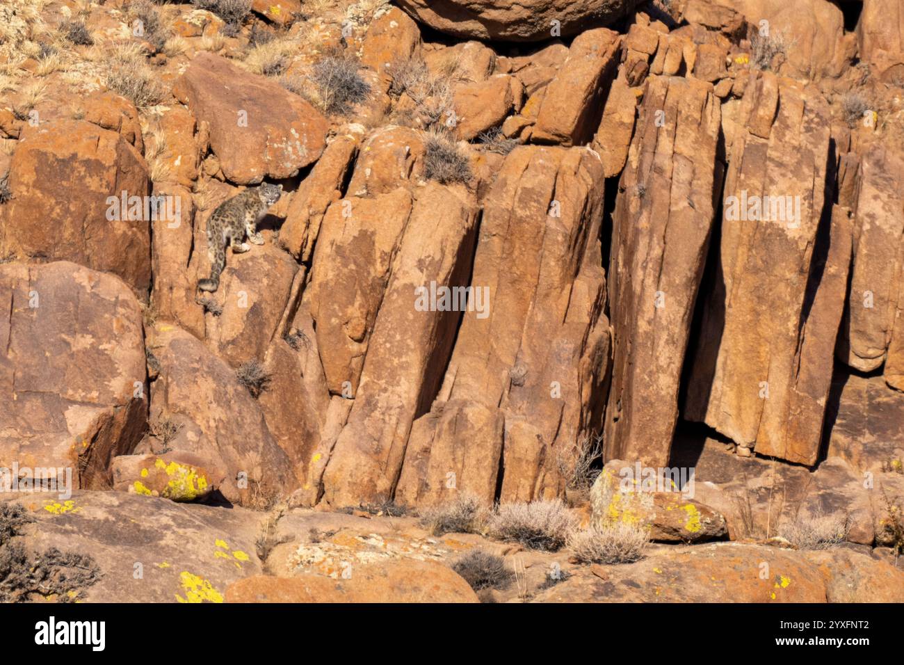 Snow leopard (Panthera uncia). Snow leopard (Panthera uncia). Panthera ...