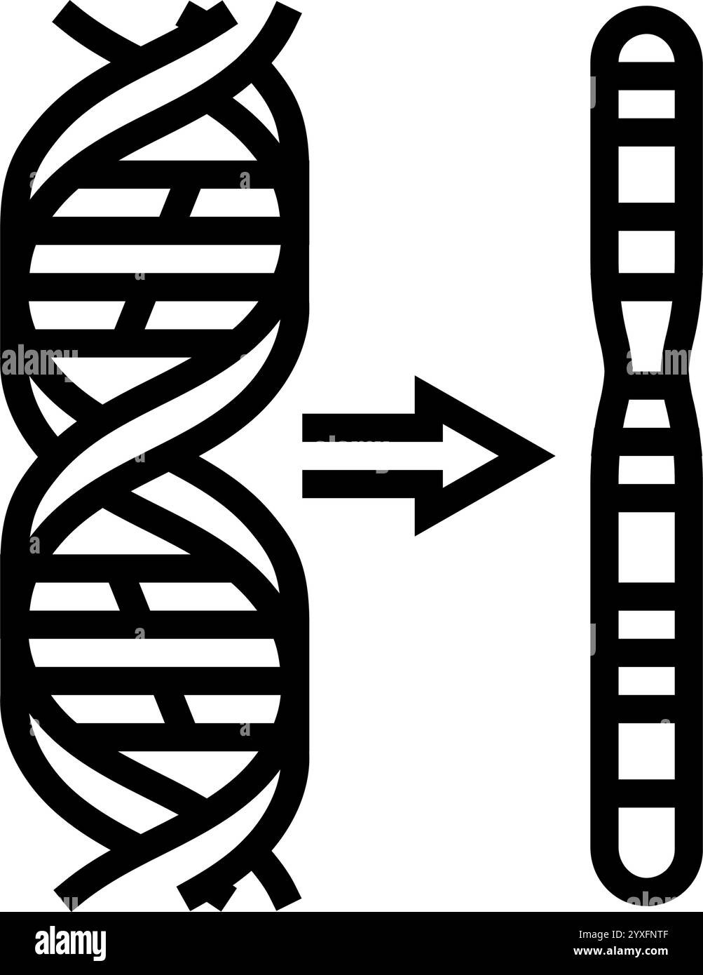Chromosome alleles hi-res stock photography and images - Alamy