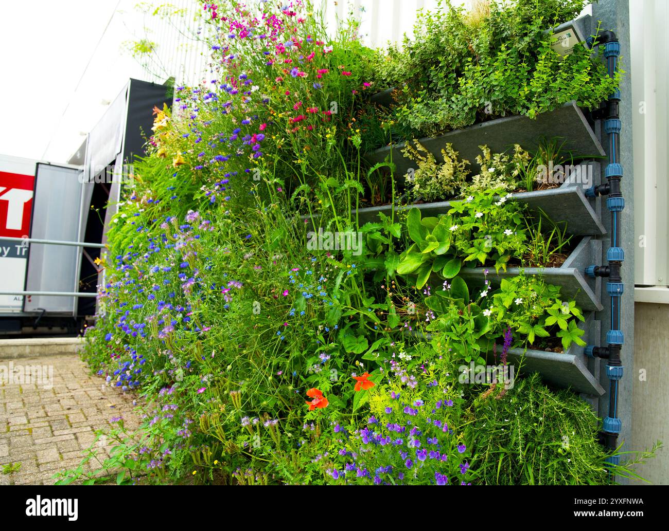 Vertical green facade garden. Living wall for urban greening ...
