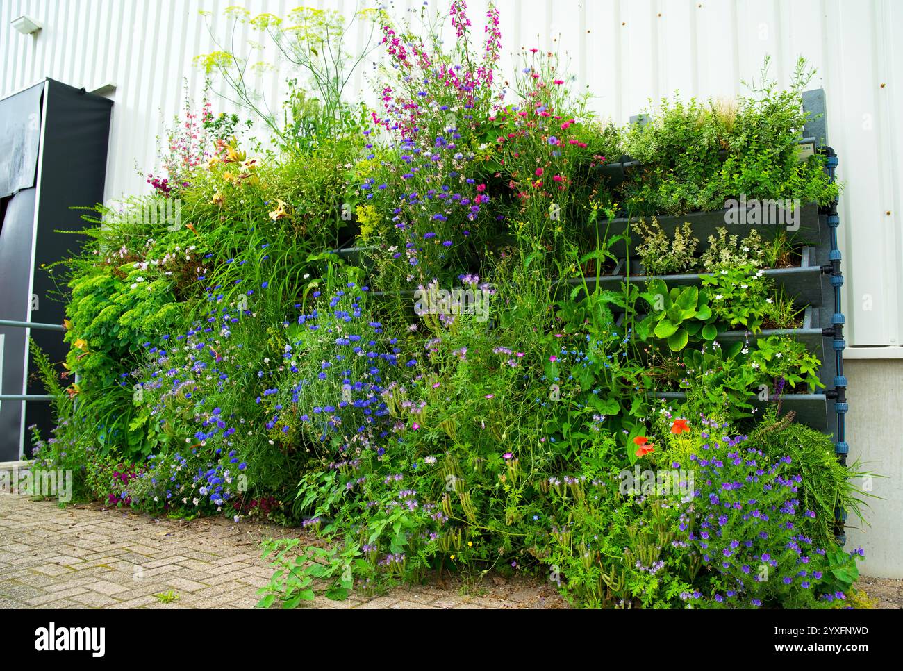 Vertical green facade garden. Living wall for urban greening ...