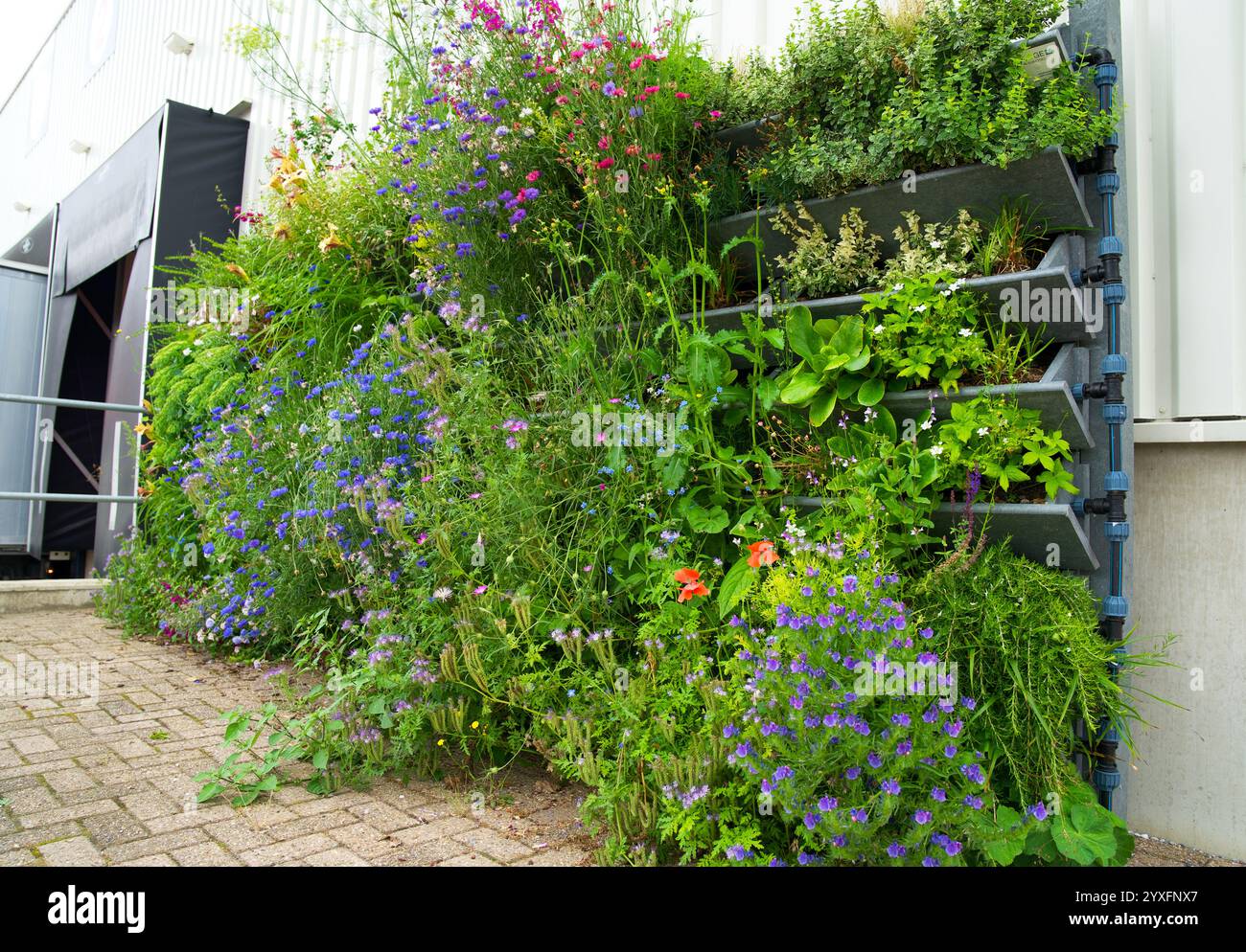 Vertical green facade garden. Living wall for urban greening ...