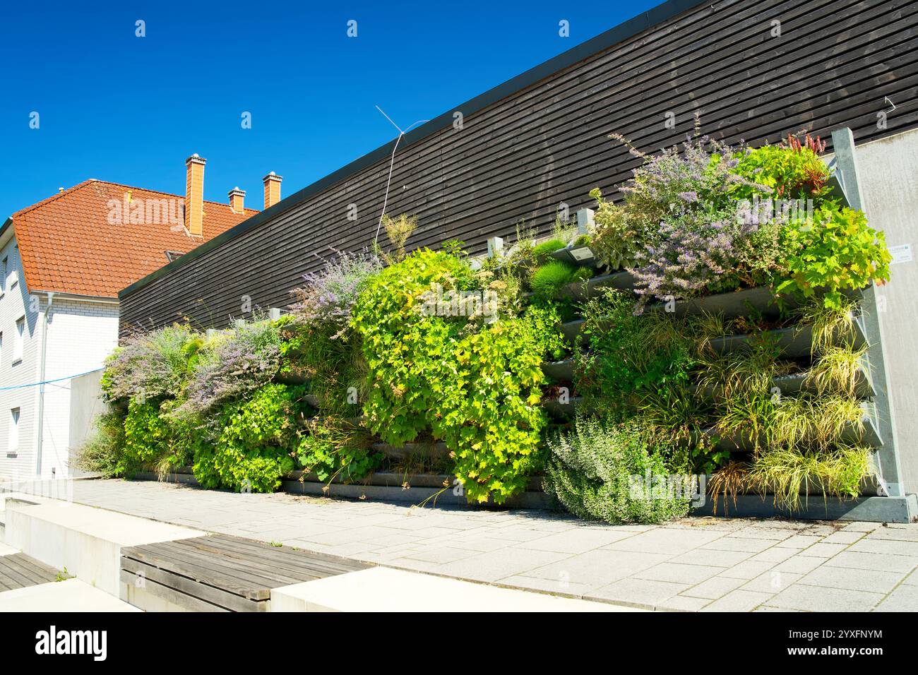 Vertical green facade garden. Living wall for urban greening ...