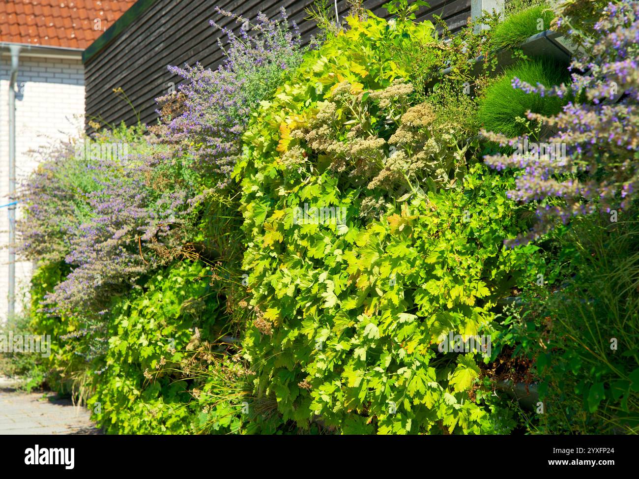 Vertical green facade garden. Living wall for urban greening ...