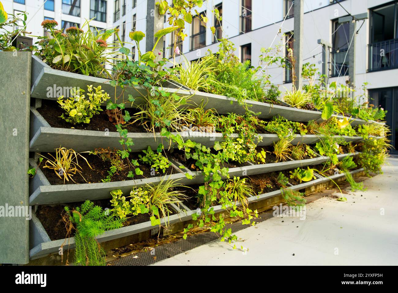 Vertical green facade garden. Living wall for urban greening ...