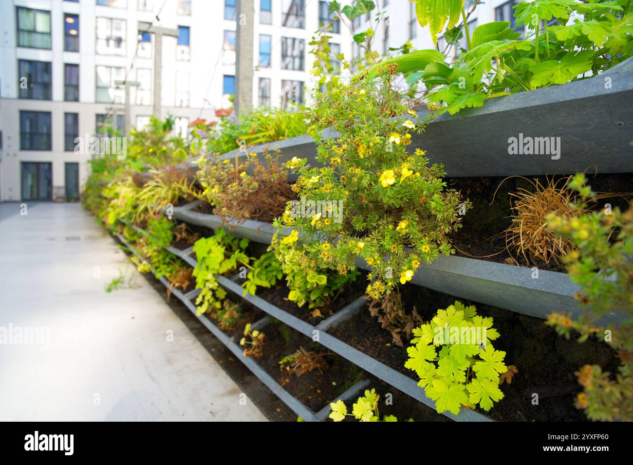 Vertical green facade garden. Living wall for urban greening ...