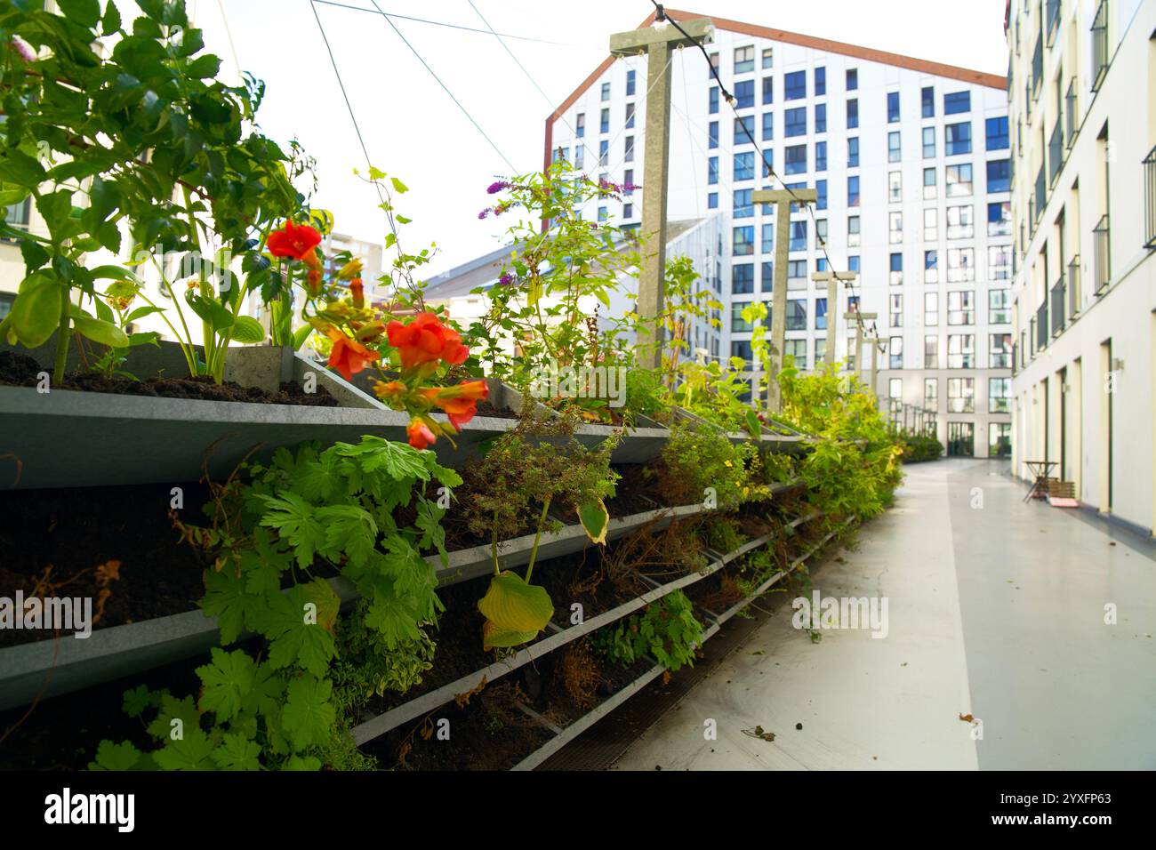 Vertical green facade garden. Living wall for urban greening ...