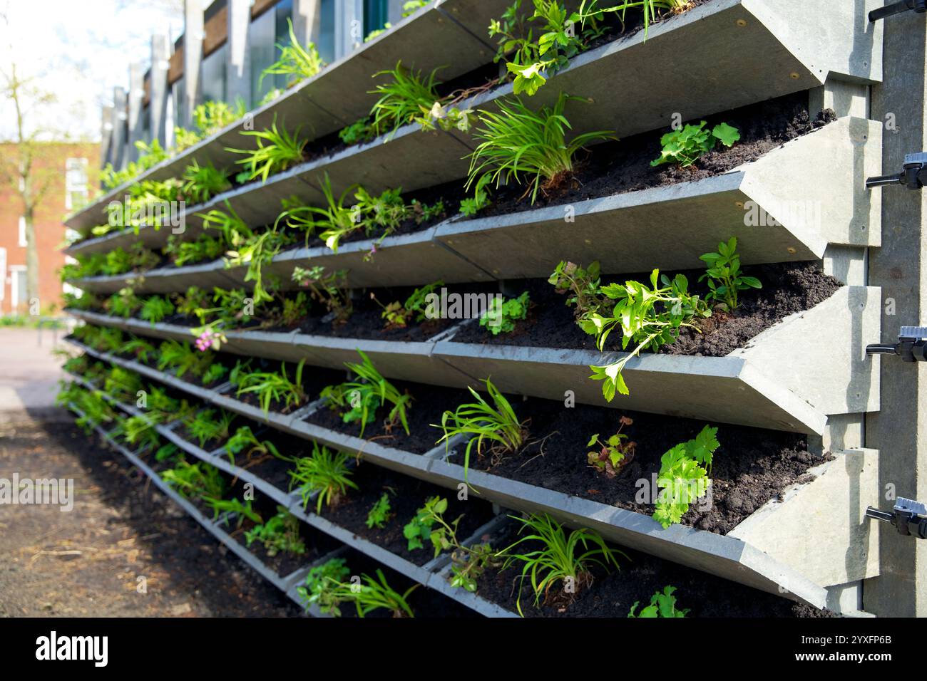 Vertical green facade garden. Living wall for urban greening ...