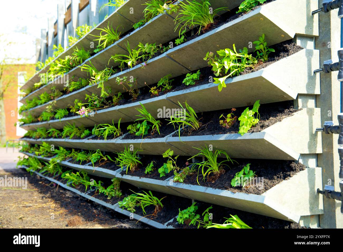 Vertical green facade garden. Living wall for urban greening ...
