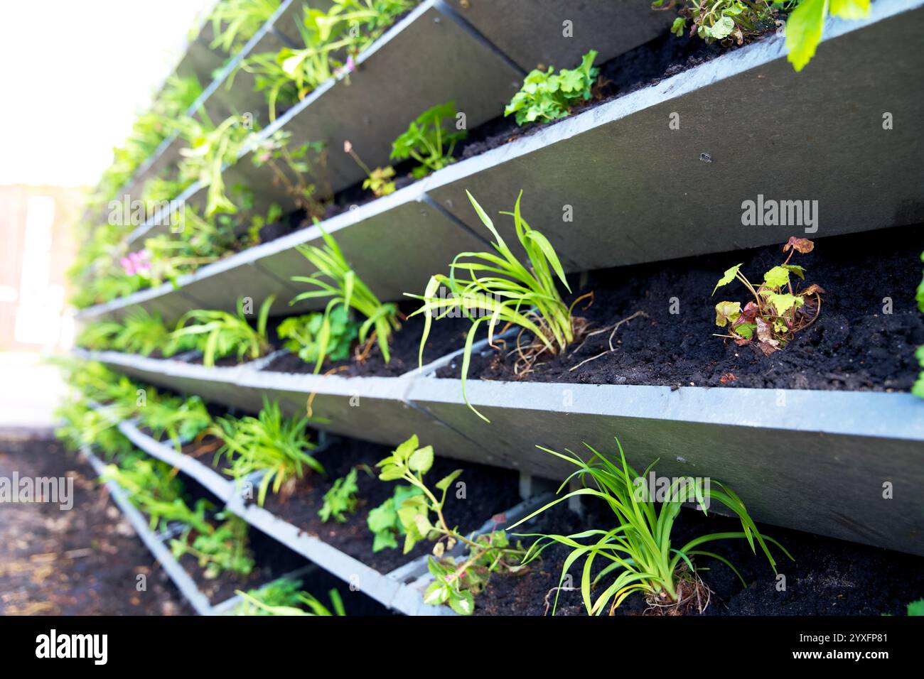 Vertical green facade garden. Living wall for urban greening ...